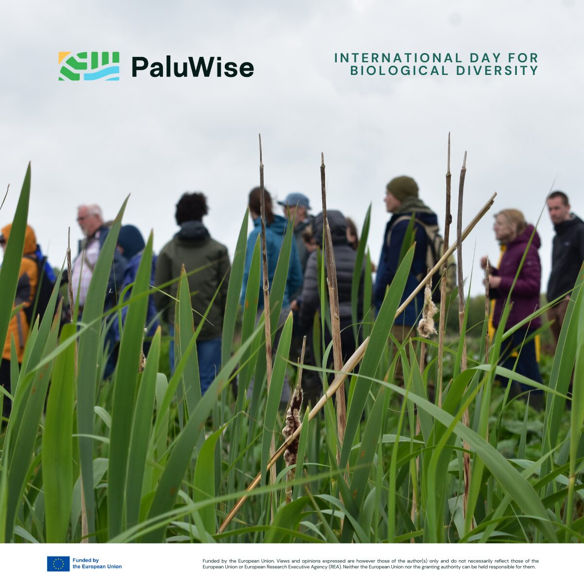 PaluWise – Transforming degraded peatlands through innovative Paludiculture